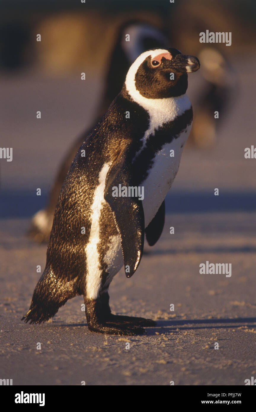 Side view of Jackass Penguin standing on rock Stock Photo - Alamy