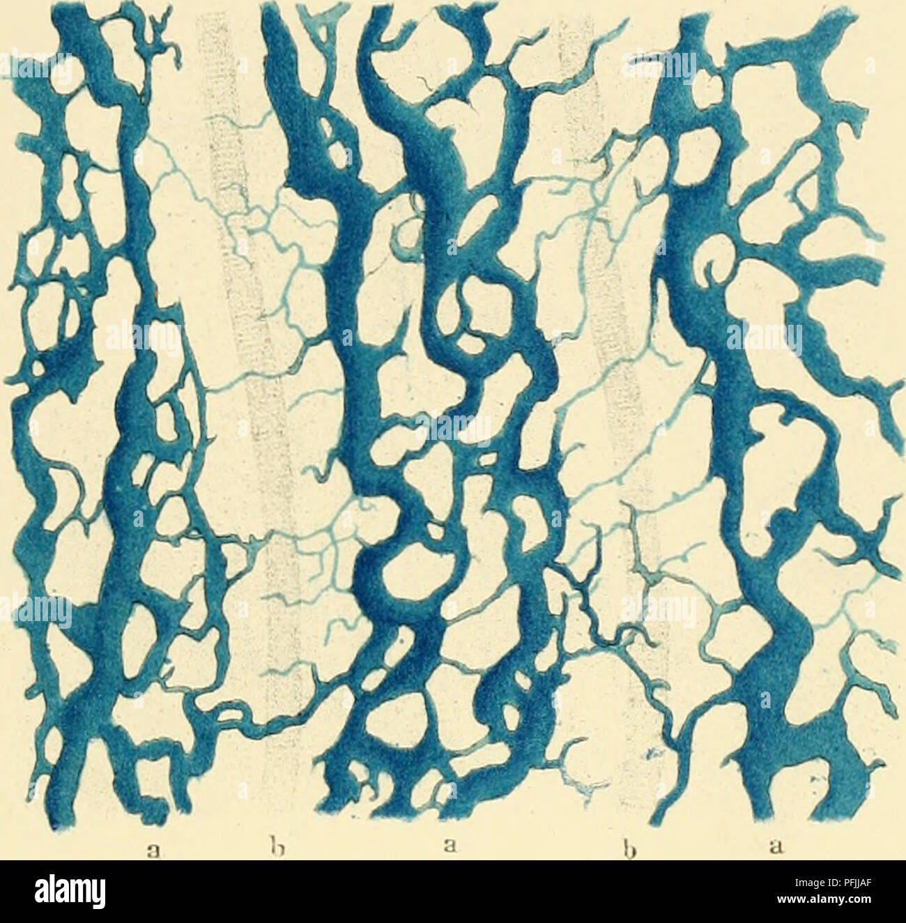 A scientific paper from the Imperial Academy of Sciences, detailing the ...