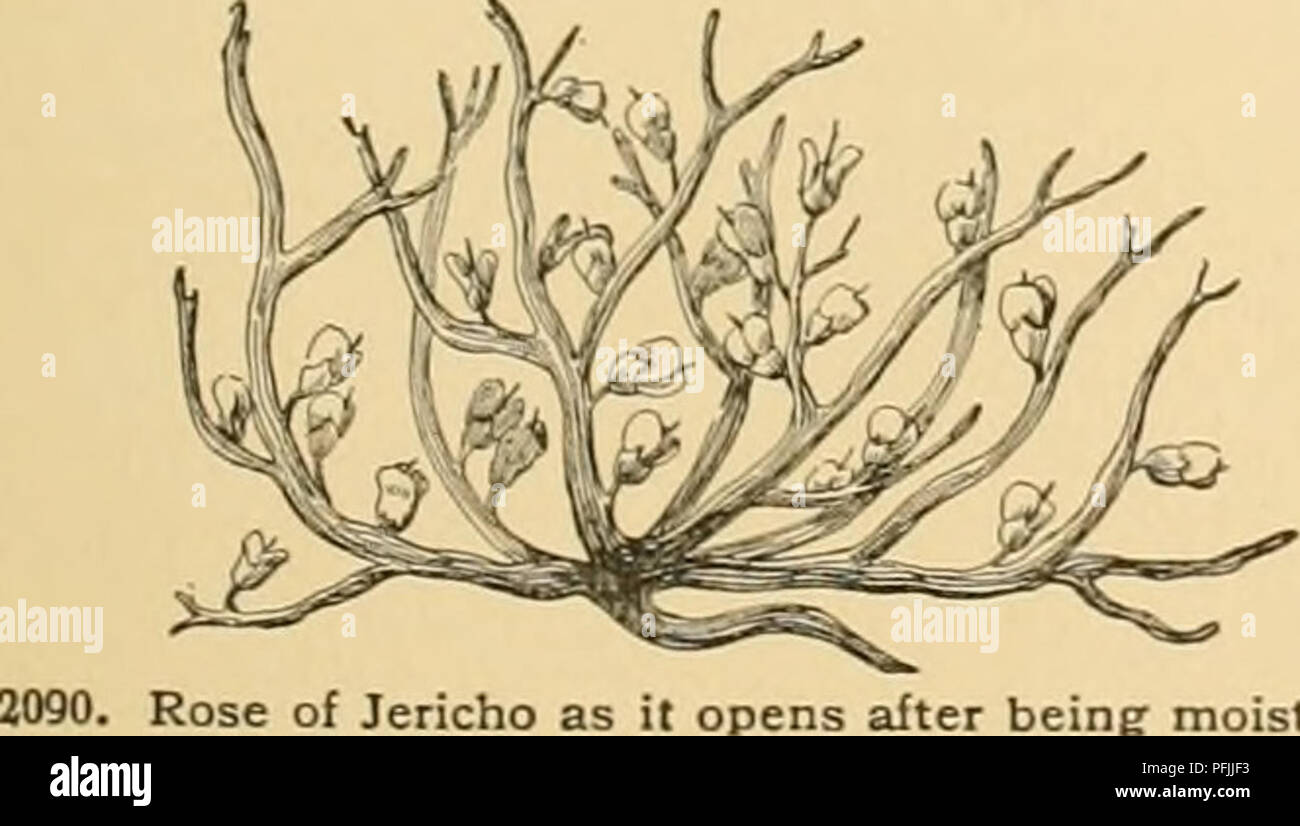 Emarginate petals hi-res stock photography and images - Alamy