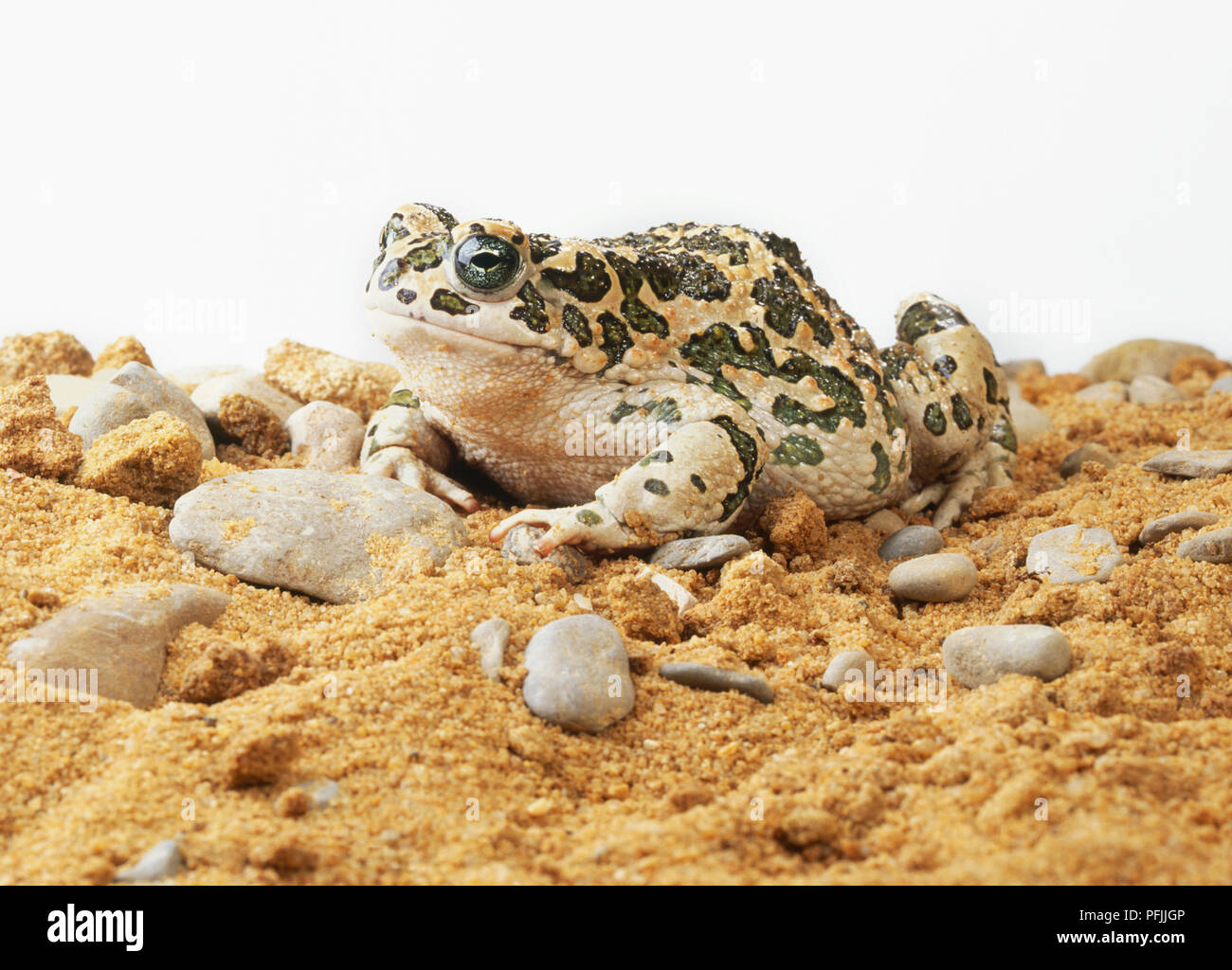 Green Toad, Bufo viridis, on sandy terrain Stock Photo - Alamy