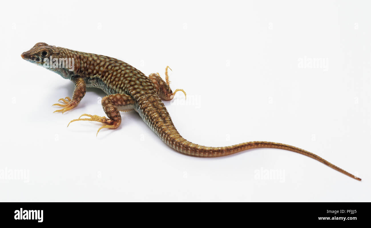 Fringe-Toed Lizard, Uma notata, with head raised Stock Photo - Alamy