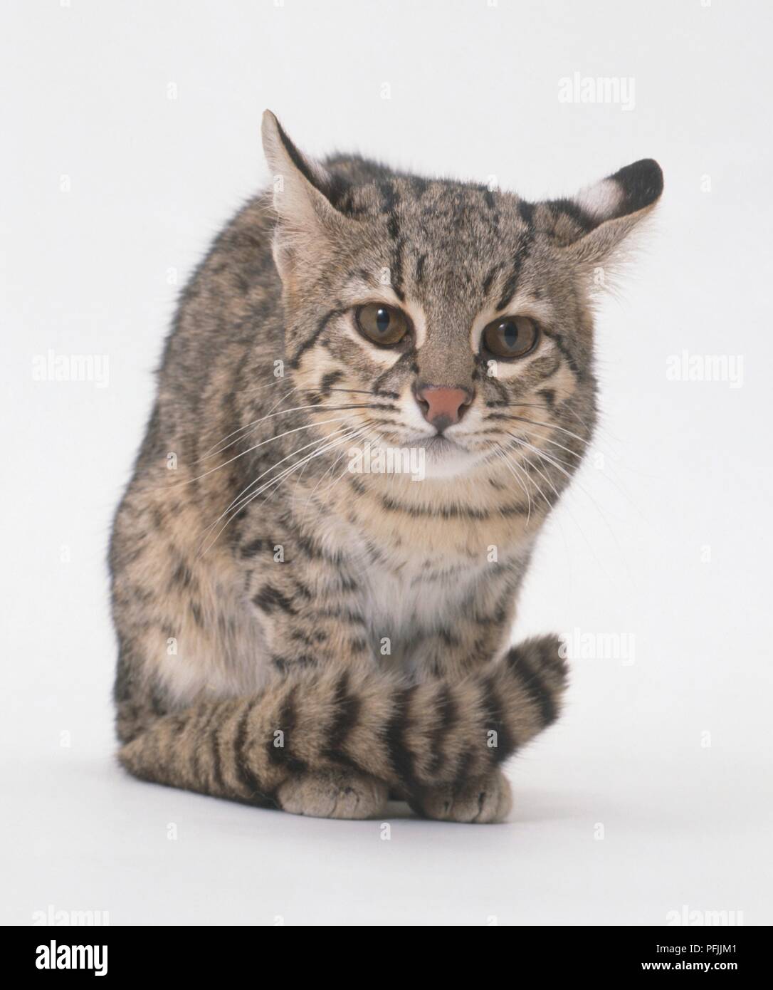 Geoffroy’s cat hi-res stock photography and images - Alamy