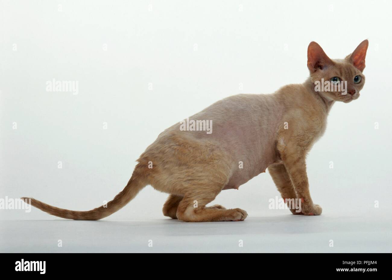 Devon Rex cat, side view Stock Photo - Alamy