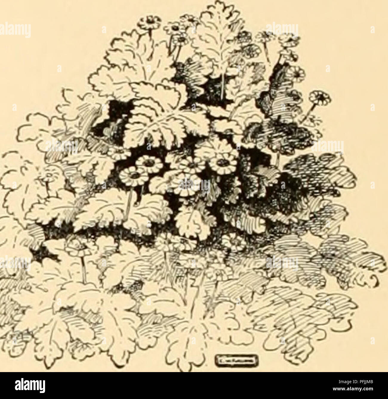 Sketches of dissected flowers hi-res stock photography and images - Alamy