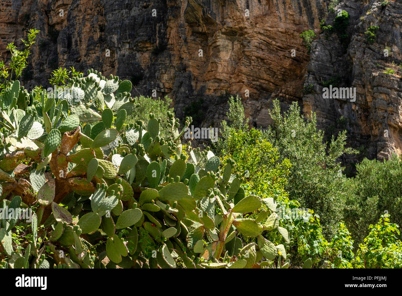 views of il Ponte del diavolo and the Raganello river in Civita inside ...