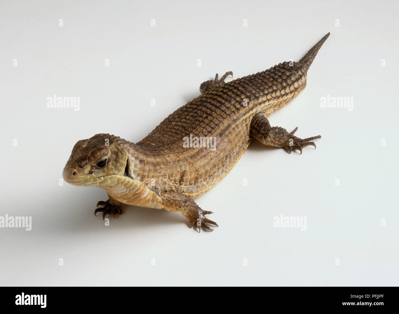 Rough-scaled plated lizard (Gerrhosaurus major), high angle view Stock ...