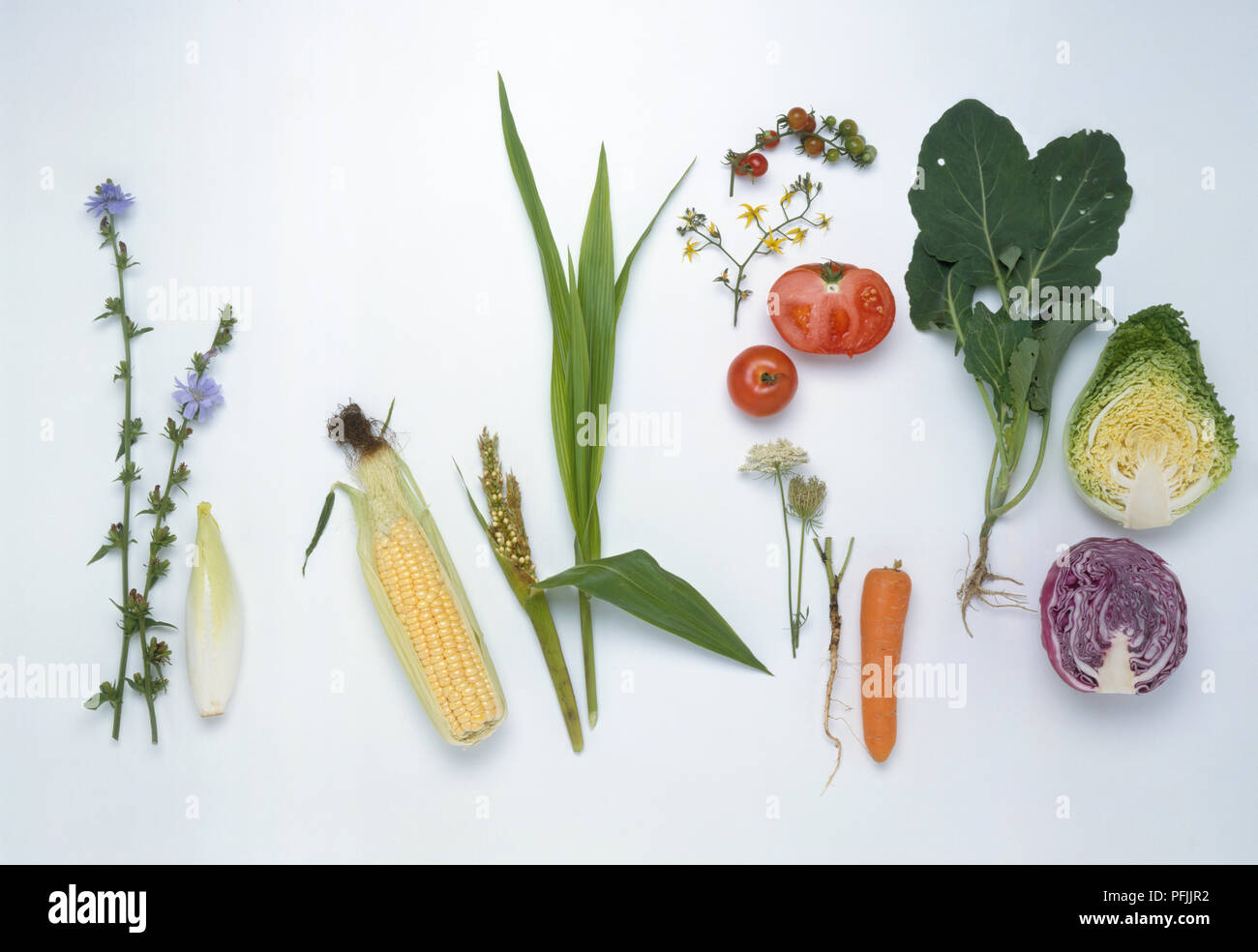 Wild and cultivated chicory, corn cob, primitive form of corn plant and ...