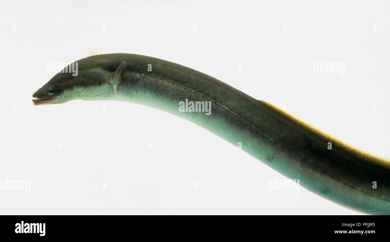 Conger Eel (Conger conger), close-up, side view Stock Photo - Alamy