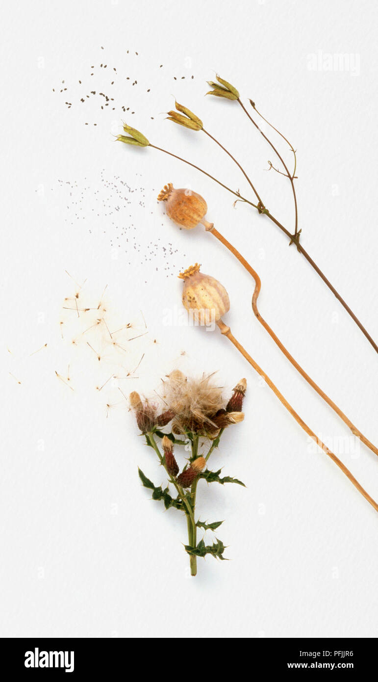 Dried flowerheads and seeds (Canada Thistle), seeds and seed heads ...