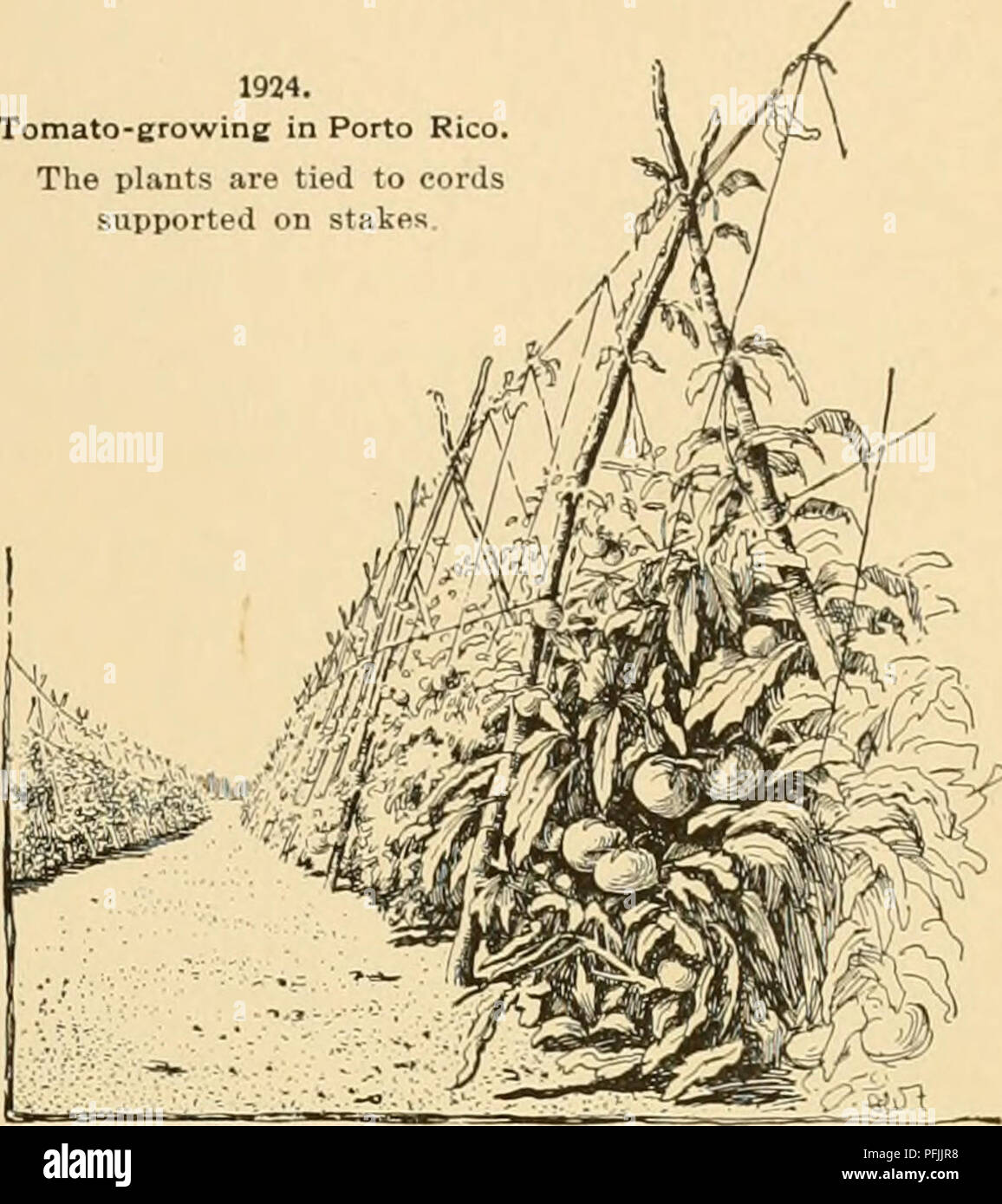 This encyclopedic guide to American horticulture covers a wide range of ...