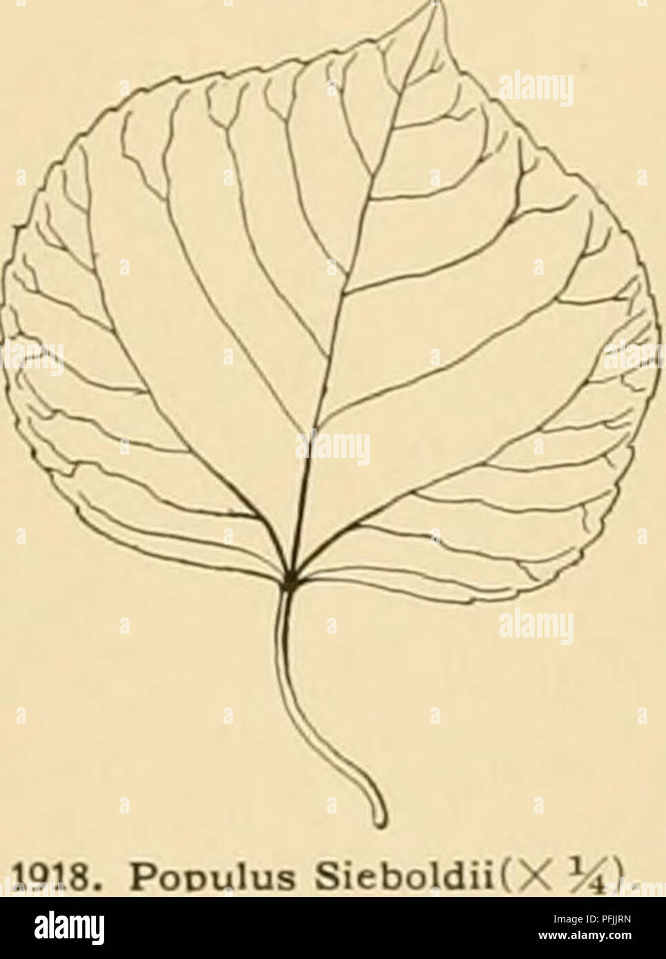 Trimula hi-res stock photography and images - Alamy