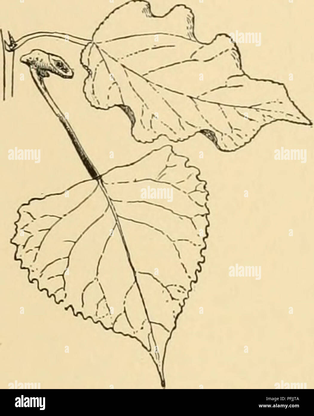 Populus candicans hi-res stock photography and images - Alamy