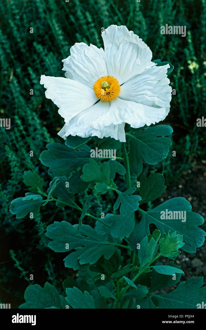 Romneya coulteri 'White Cloud' (Tree poppy), white flower with yellow ...