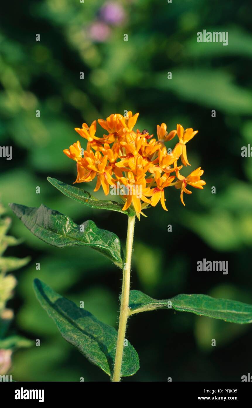 Asclepias tuberosa (Butterfly weed), stem with orange flowers Stock ...