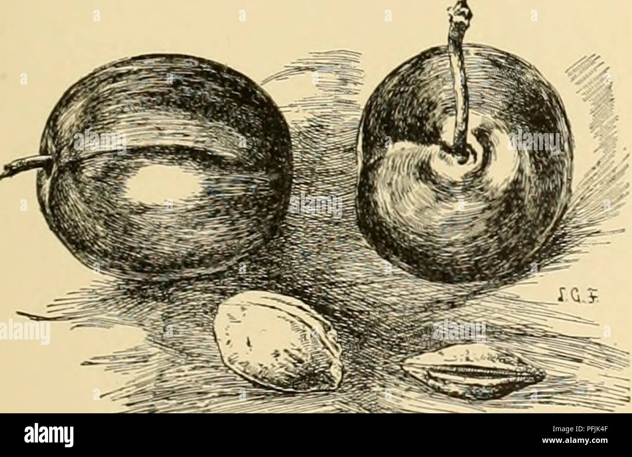This edition of the Cyclopedia details the Sand Plum and Beach Plum ...