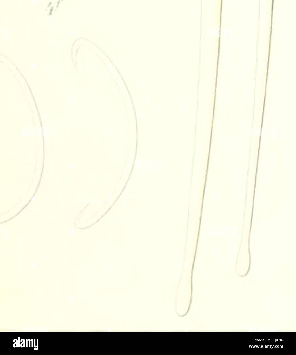 The Danish Ingolf Expedition (1895-1896) explored marine life in the ...