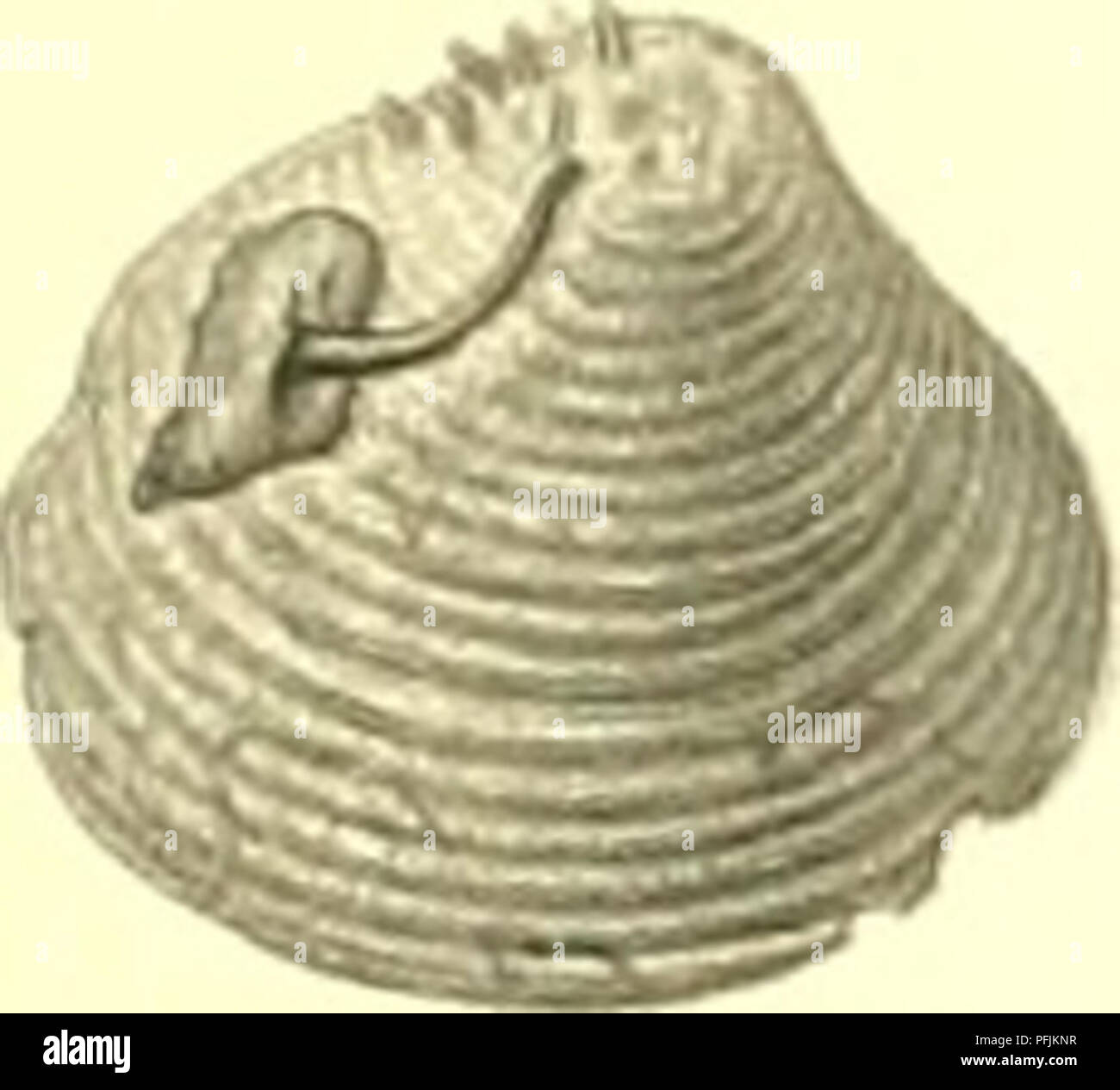 The Danish Ingolf Expedition (1895-1896) explored the marine life of ...