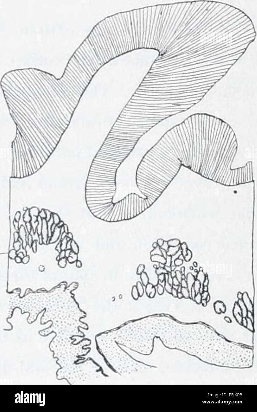 Parasicyonis sarsii hi-res stock photography and images - Alamy