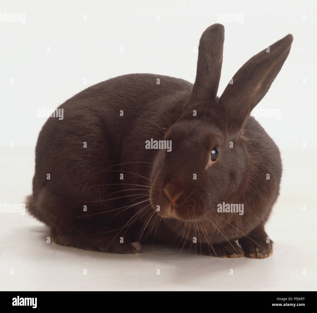 Front Facing Rabbit Stock Photos & Front Facing Rabbit Stock Images - Alamy