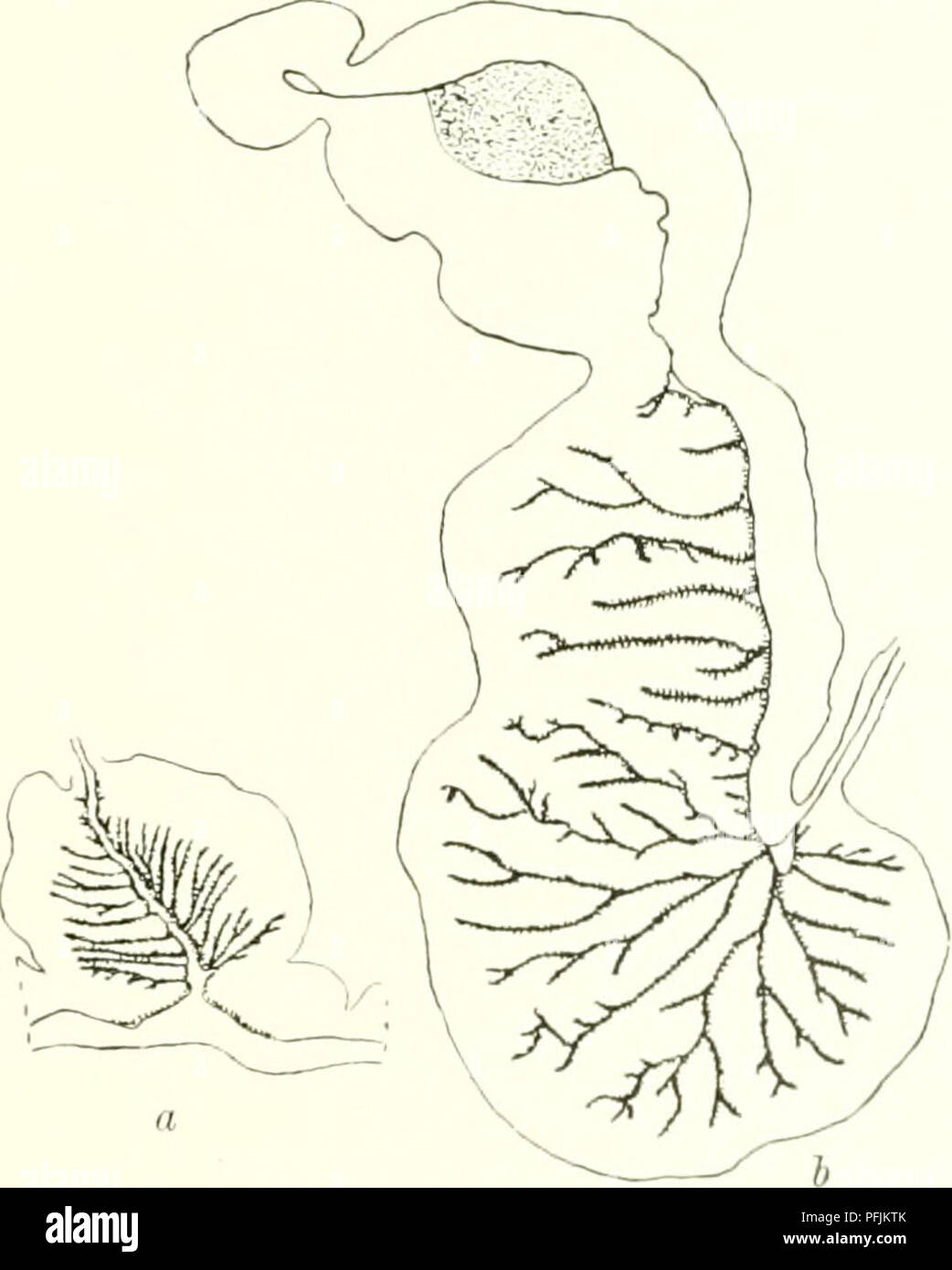. The Danish Ingolf-expedition. Marine animals -- Arctic regions ...