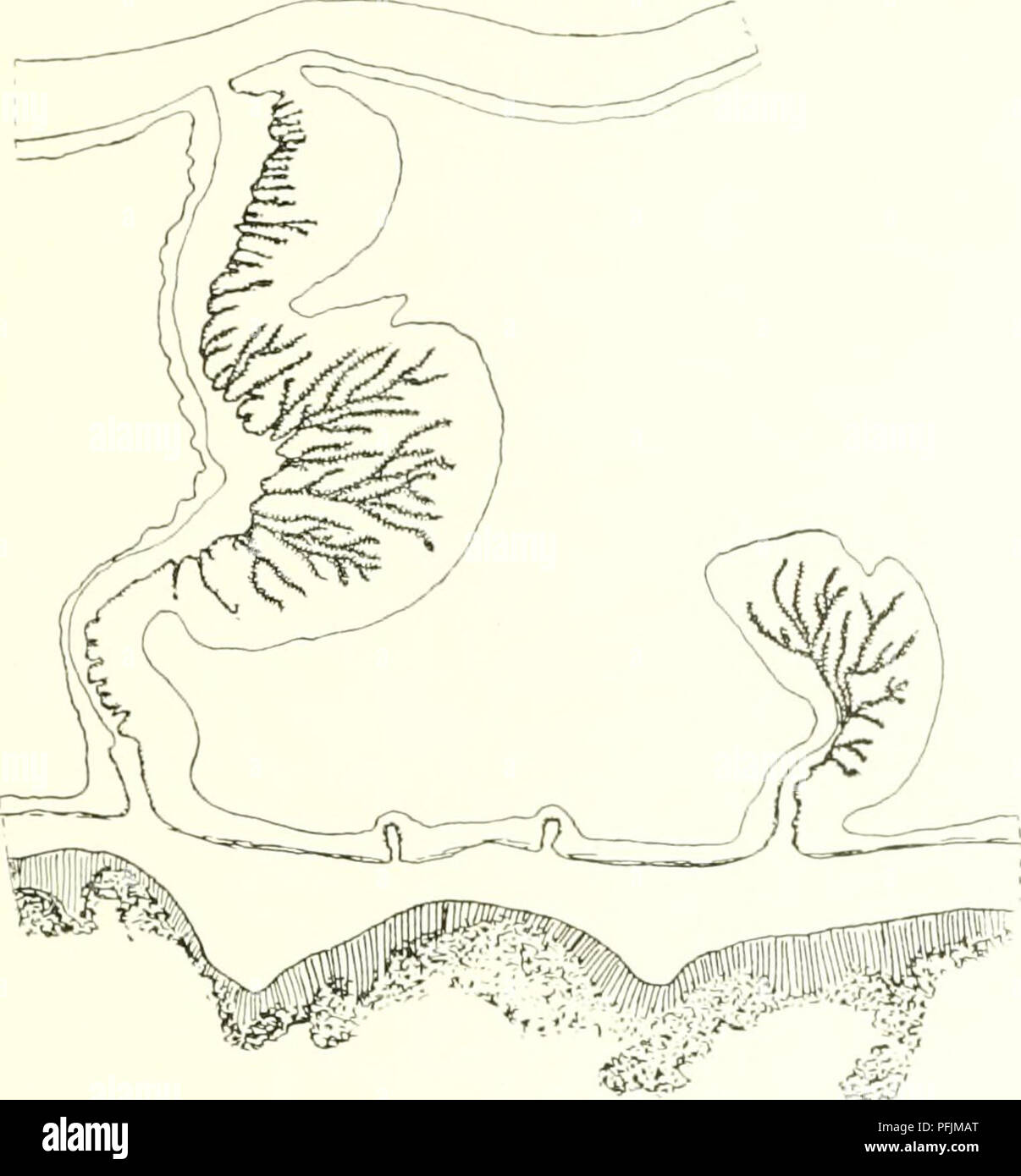 The Danish Ingolf Expedition focused on marine life in the Arctic ...
