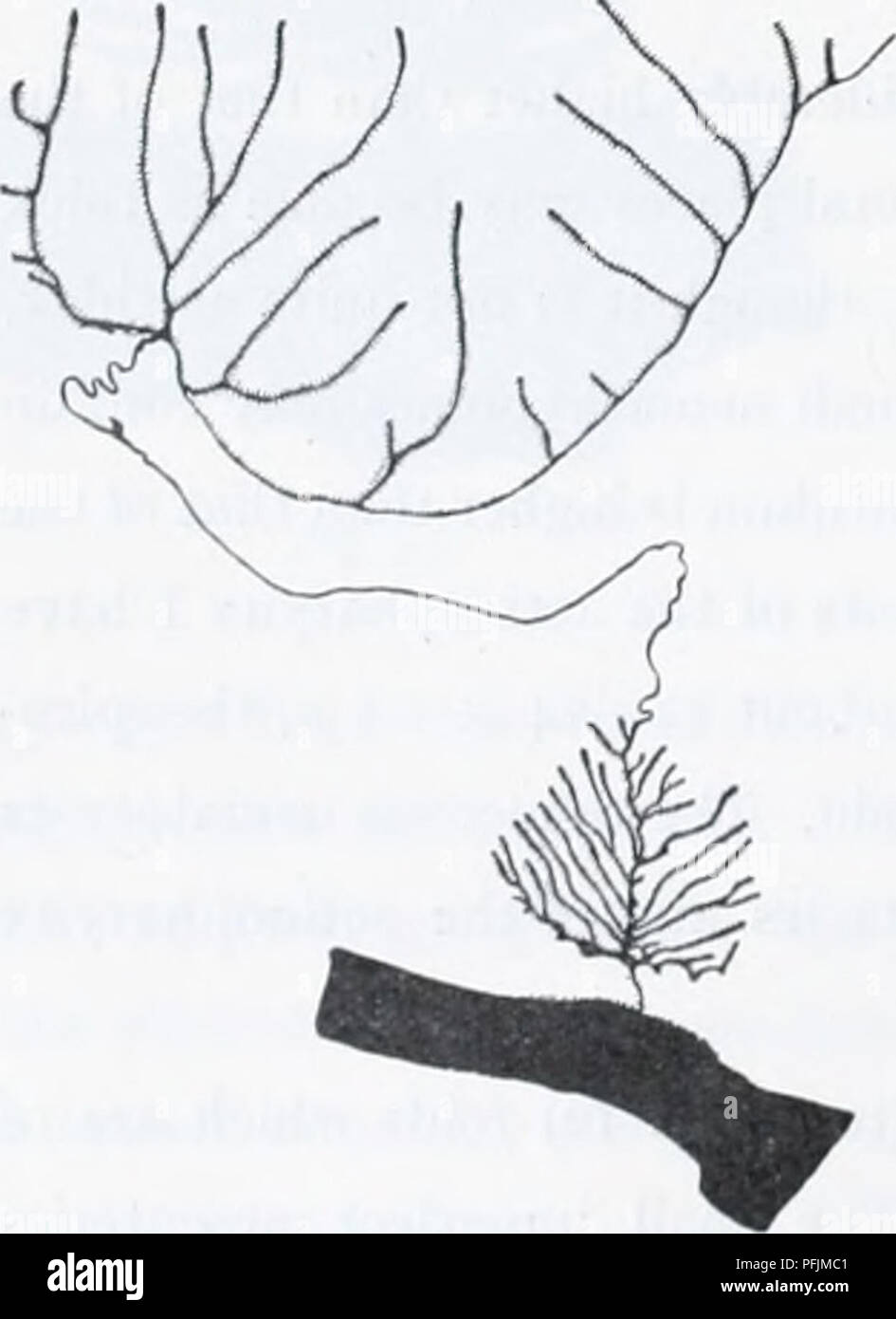 This scientific expedition focused on marine animals in the Arctic ...