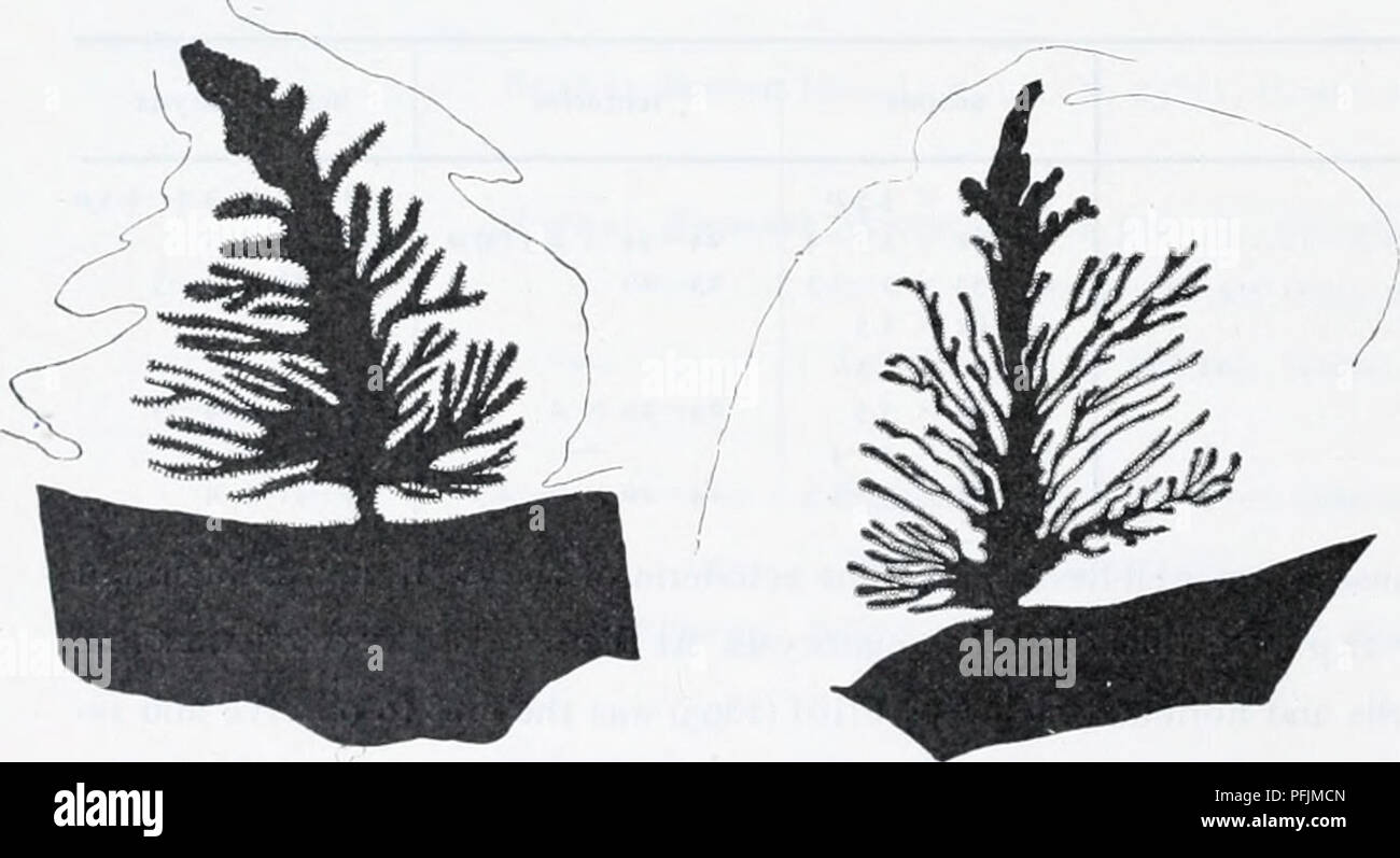 This document details the marine animals studied during the Danish ...