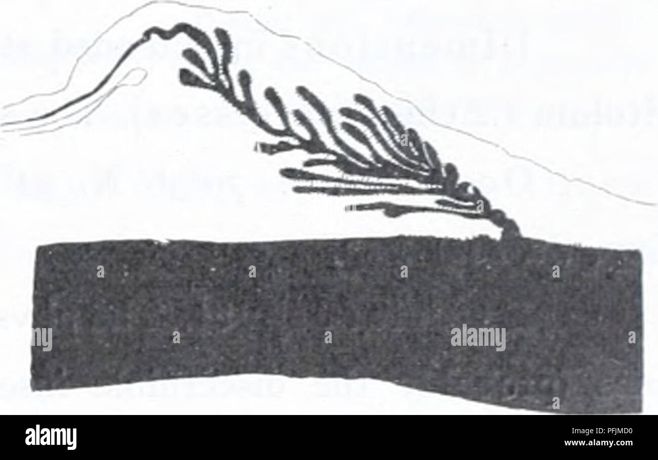 This scientific expedition focused on the marine life of the Arctic ...