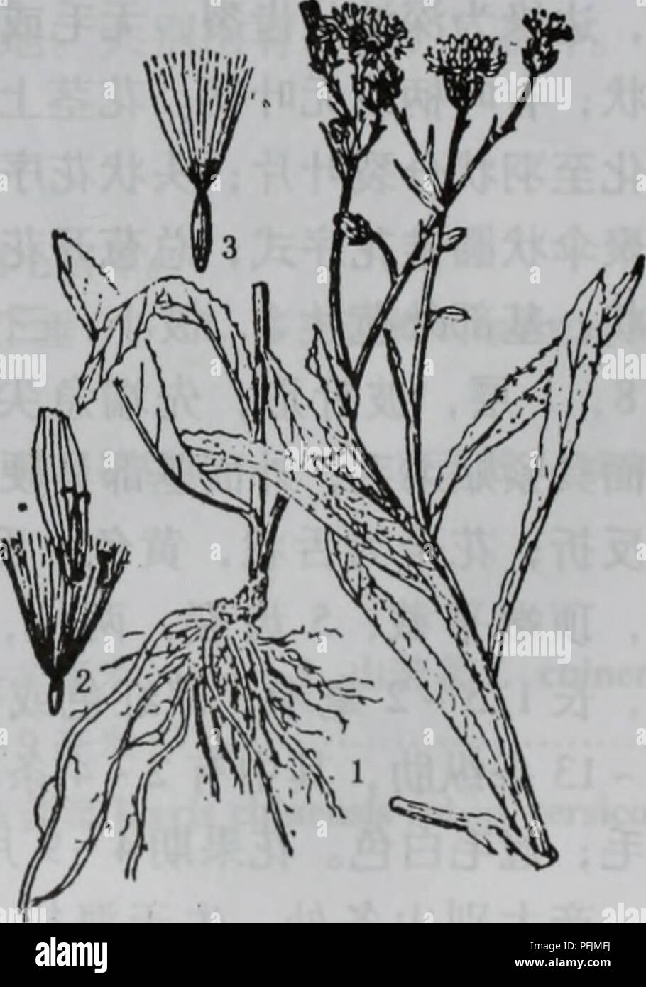 This botanical image depicts a Chinese plant species, showing detailed ...