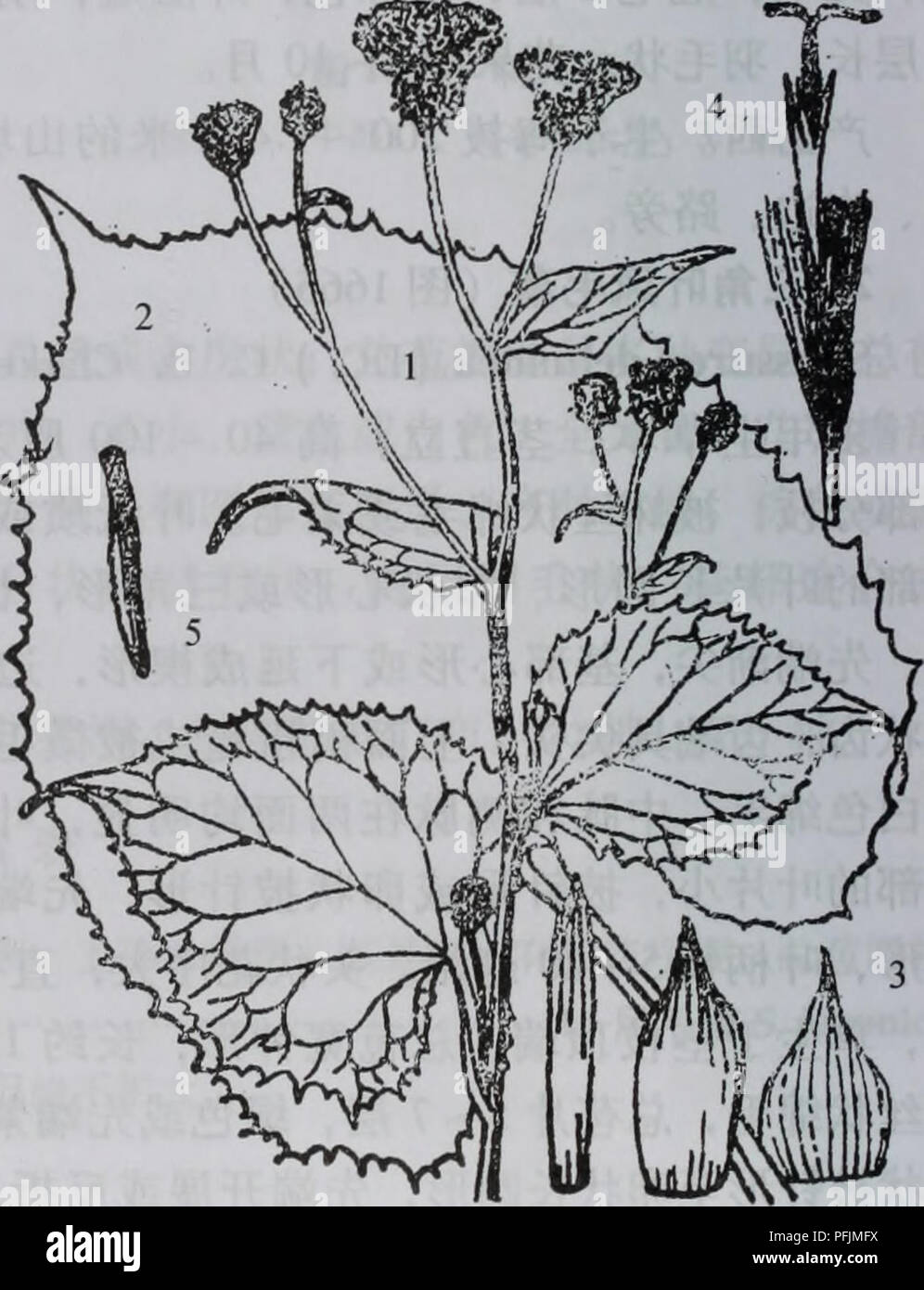 This botanical reference includes detailed descriptions of Saussurea ...