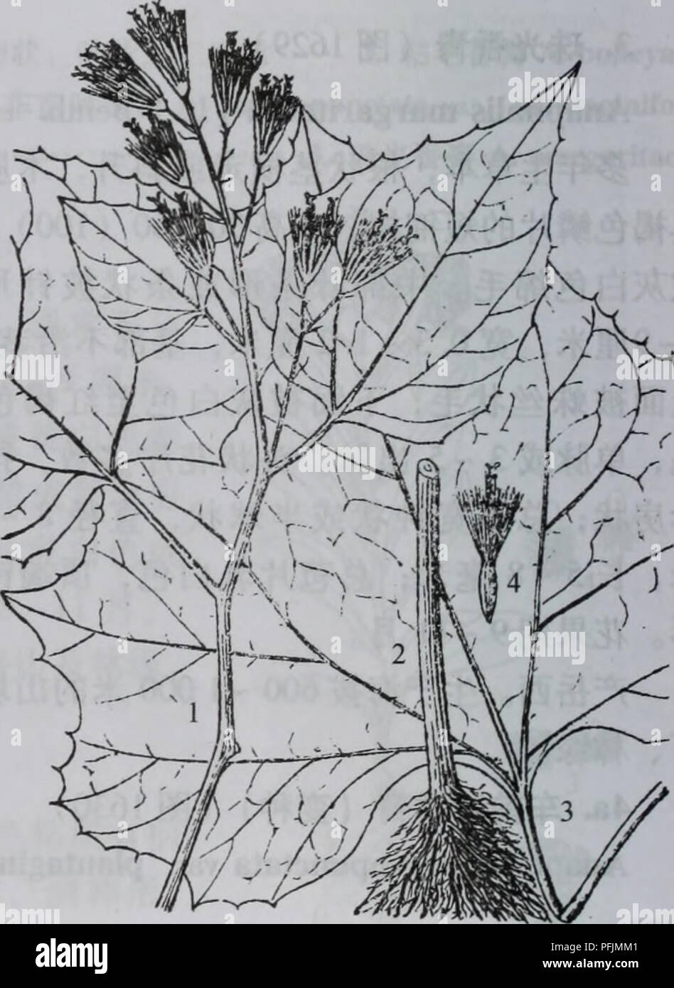 This text discusses various species of plants, including those from the ...