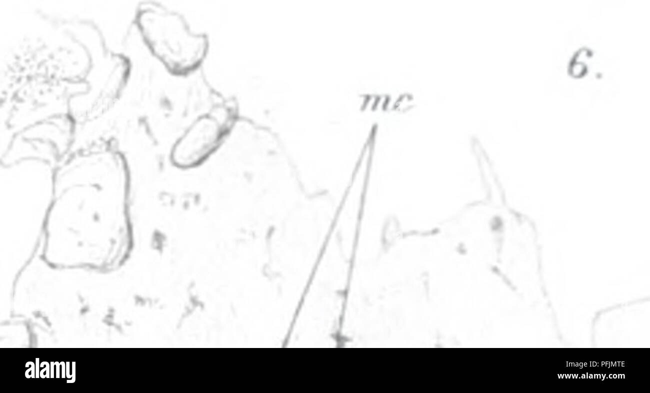 Importance of marine life study Cut Out Stock Images & Pictures - Alamy