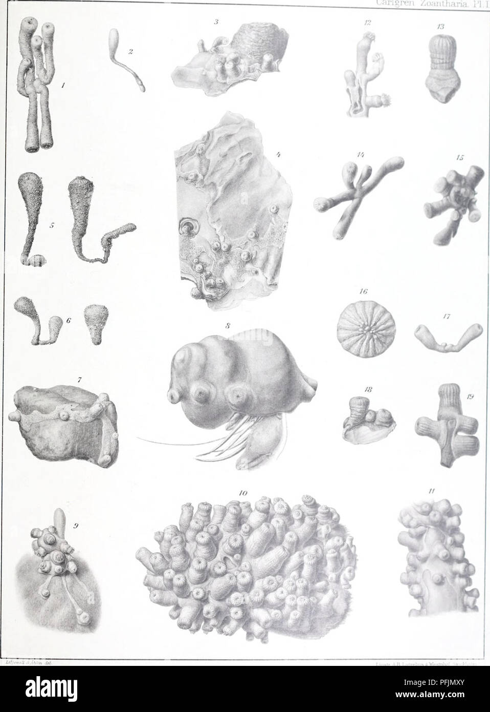 The Danish Ingolf-expedition (1895-1896) studied marine life in the ...