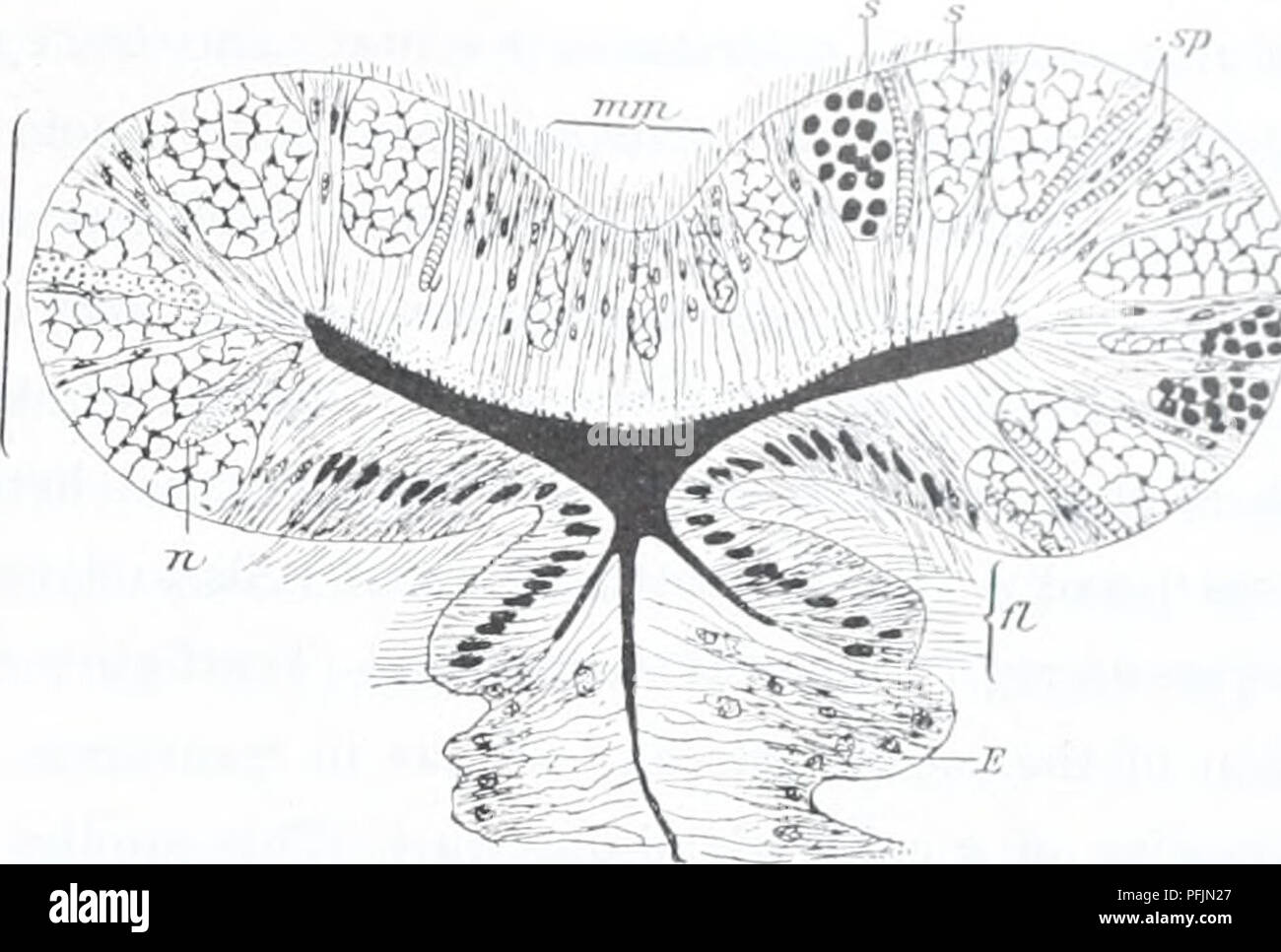 This Danish expedition, conducted from 1895-1896, explored marine life ...