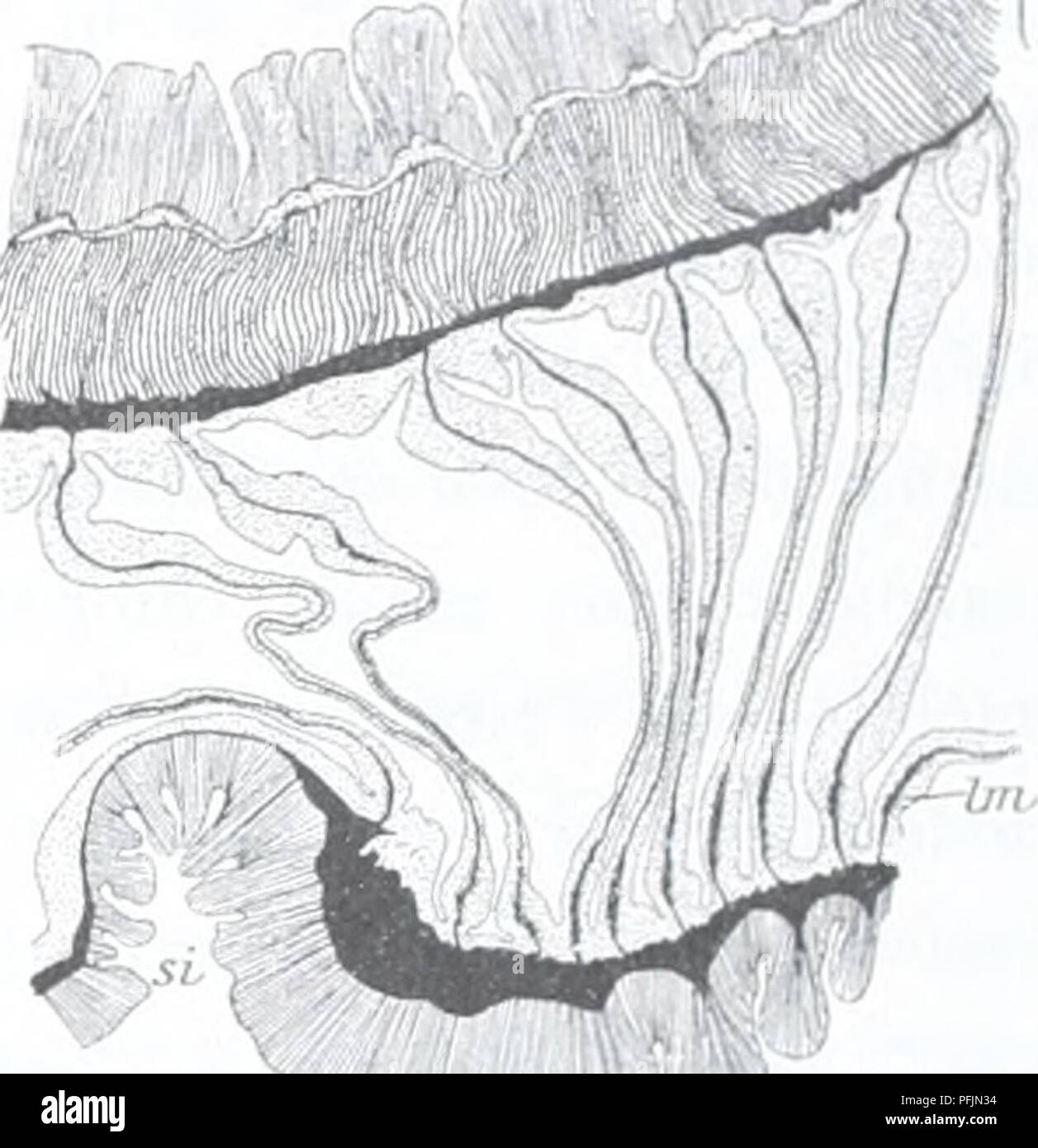 Mucus gland hi-res stock photography and images - Alamy