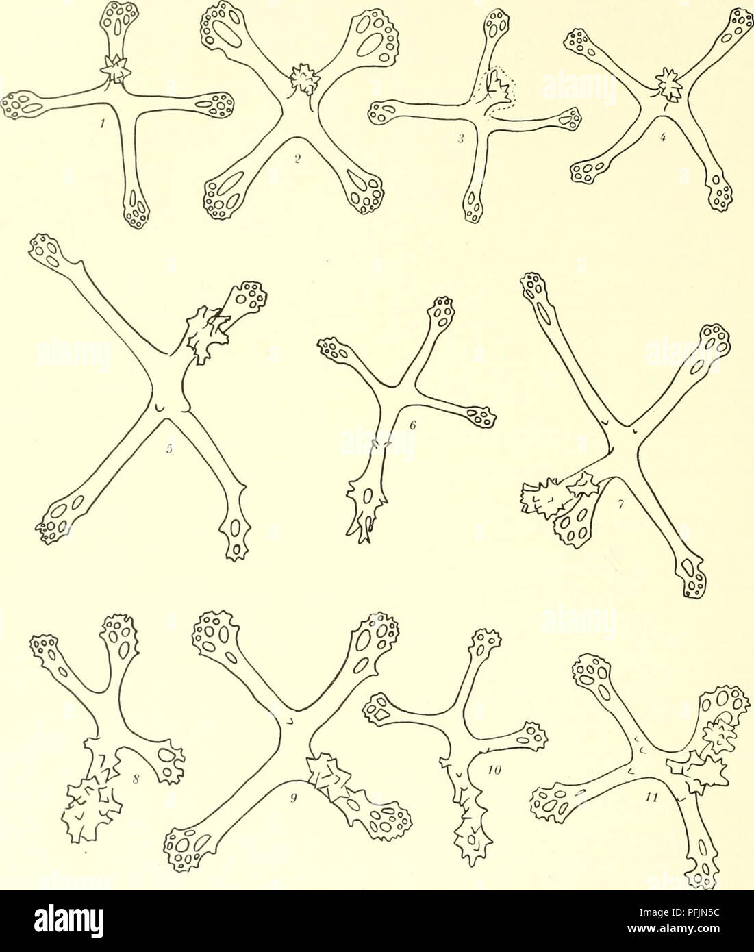 This scientific expedition focuses on the marine fauna of the Arctic ...