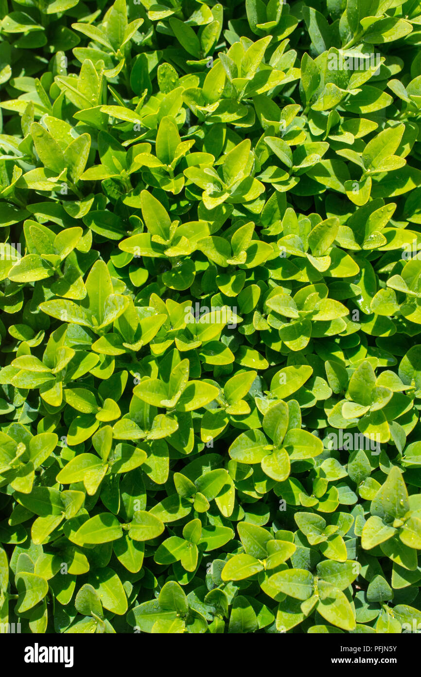 Green leaves as a nature background texture Stock Photo - Alamy