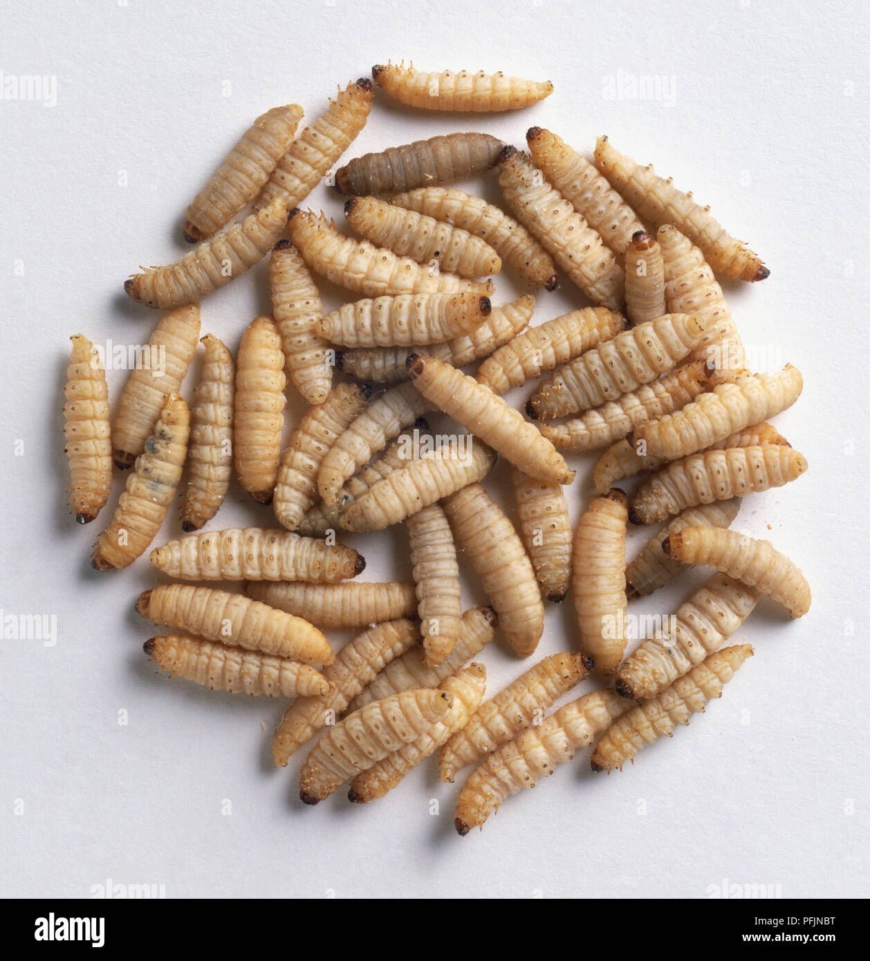 Wax Moth Caterpillars High Resolution Stock Photography and Images - Alamy
