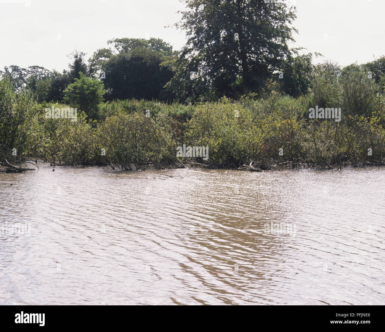 Freshwater fish pond with bushes and trees forming shoreline Stock ...