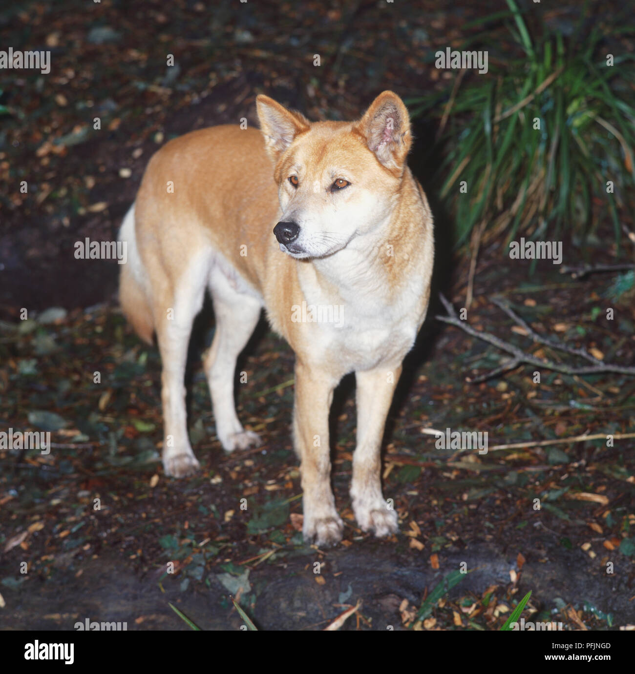 Dingos Stock Photos & Dingos Stock Images - Alamy