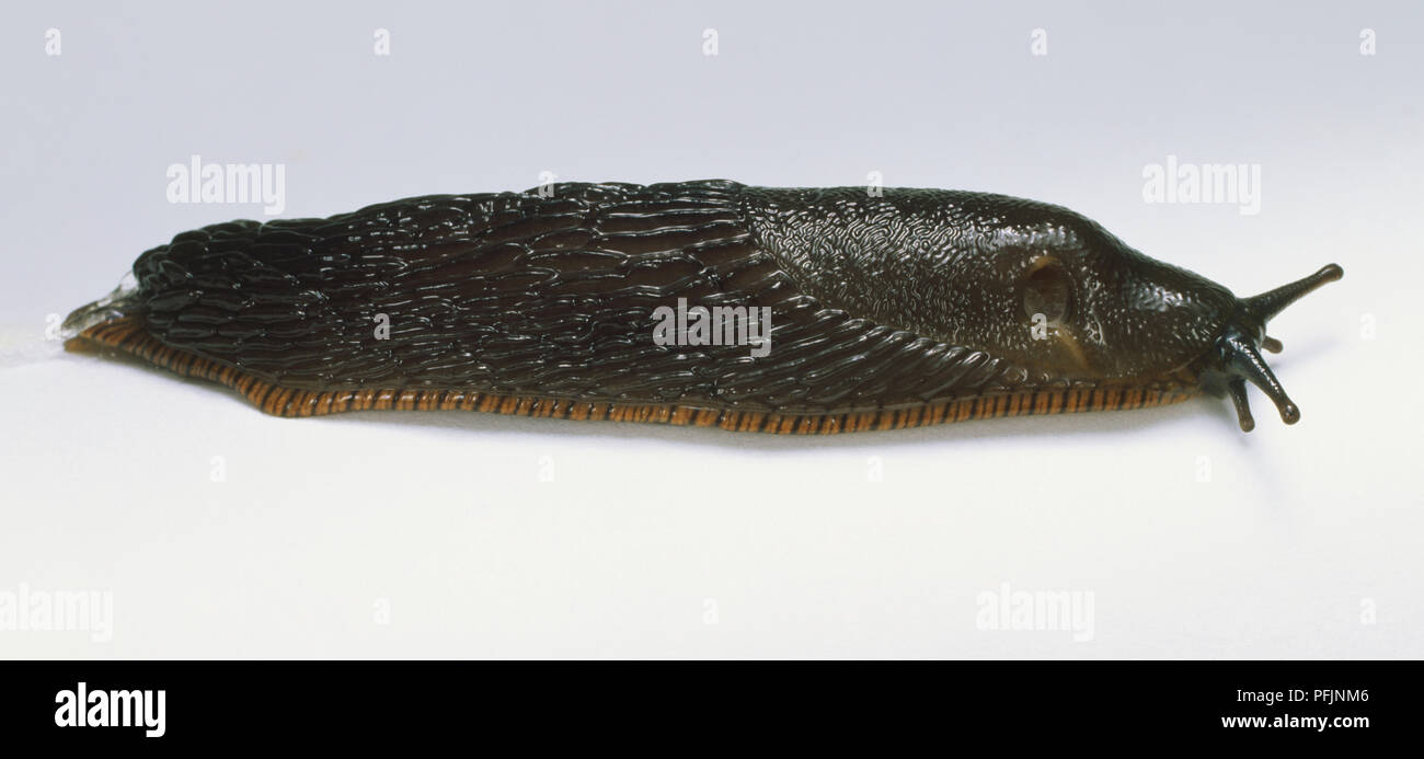Slug, close up, side view Stock Photo - Alamy