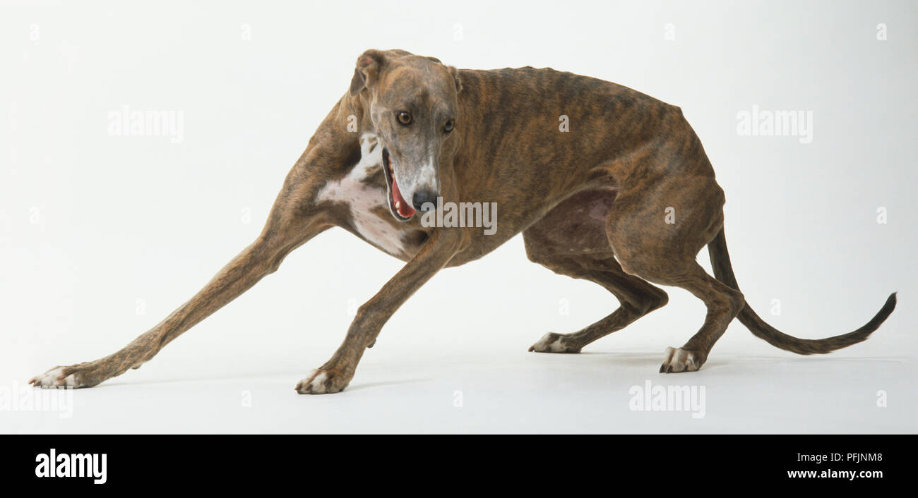 Greyhound (Canis familiaris) crouching and turning sideways, side view ...