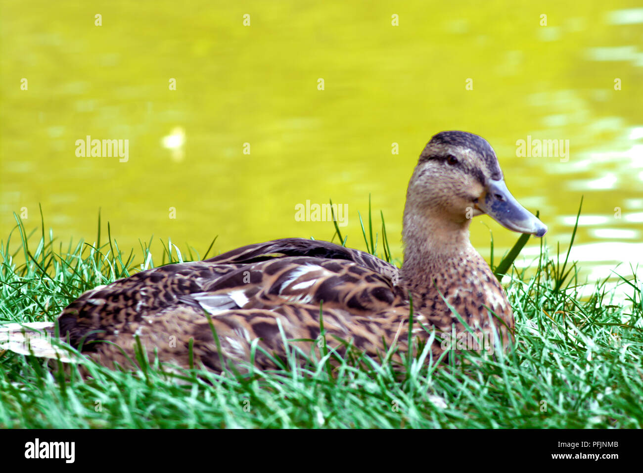 DE - The resting duck Stock Photo - Alamy