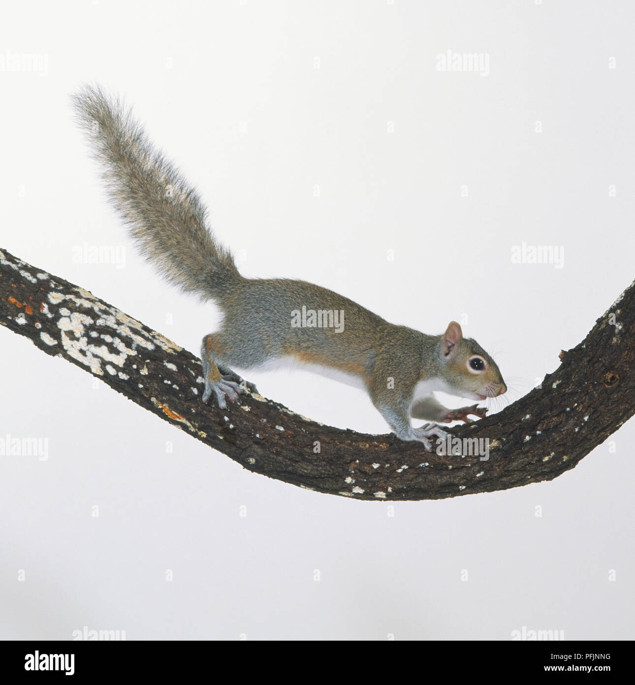 Eastern Grey Squirrel (Sciurus Carolinensis) running on tree branch ...