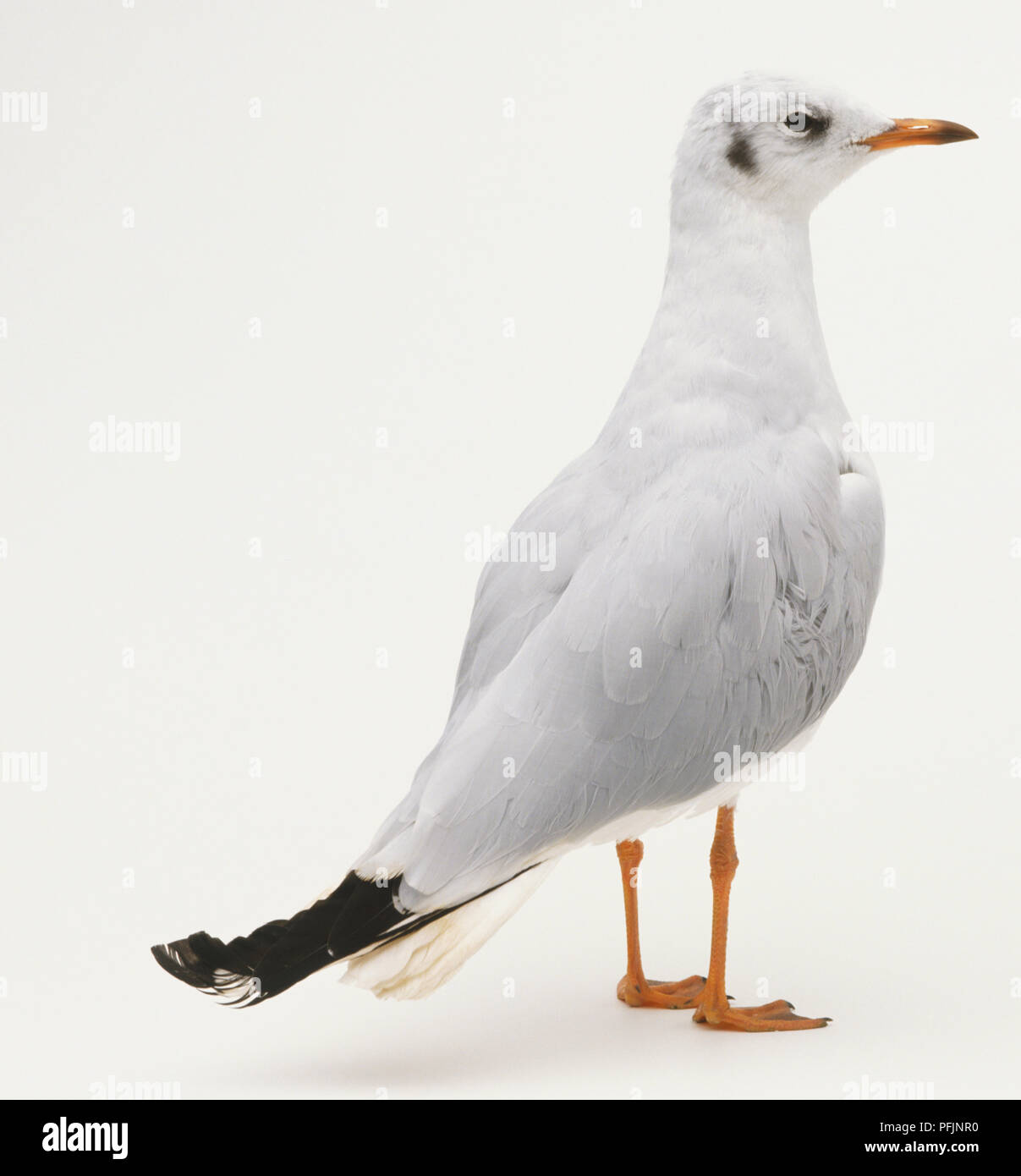 Vertical shot seagull standing hi-res stock photography and images - Alamy