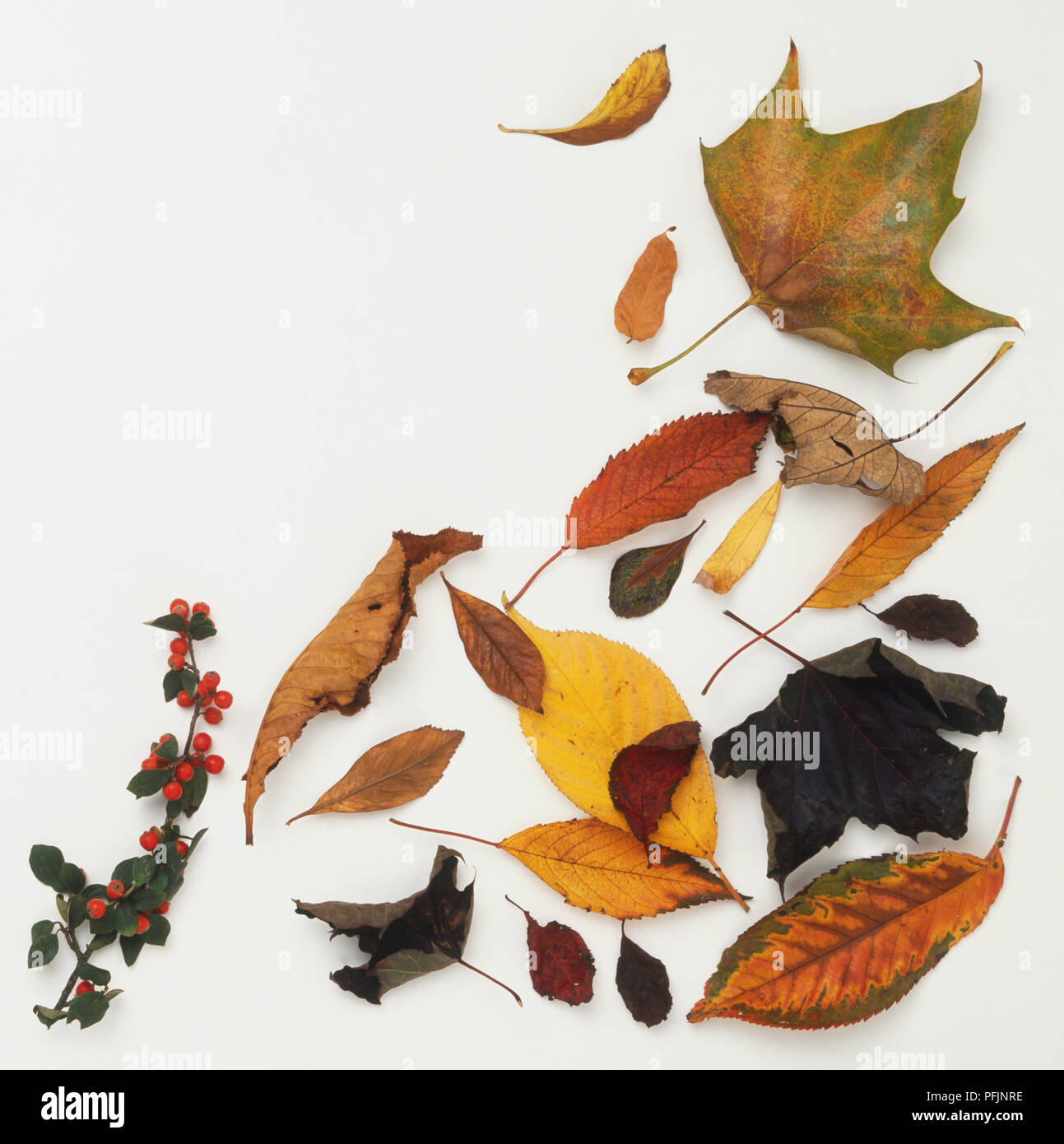 Collection of autumn leaves Stock Photo - Alamy
