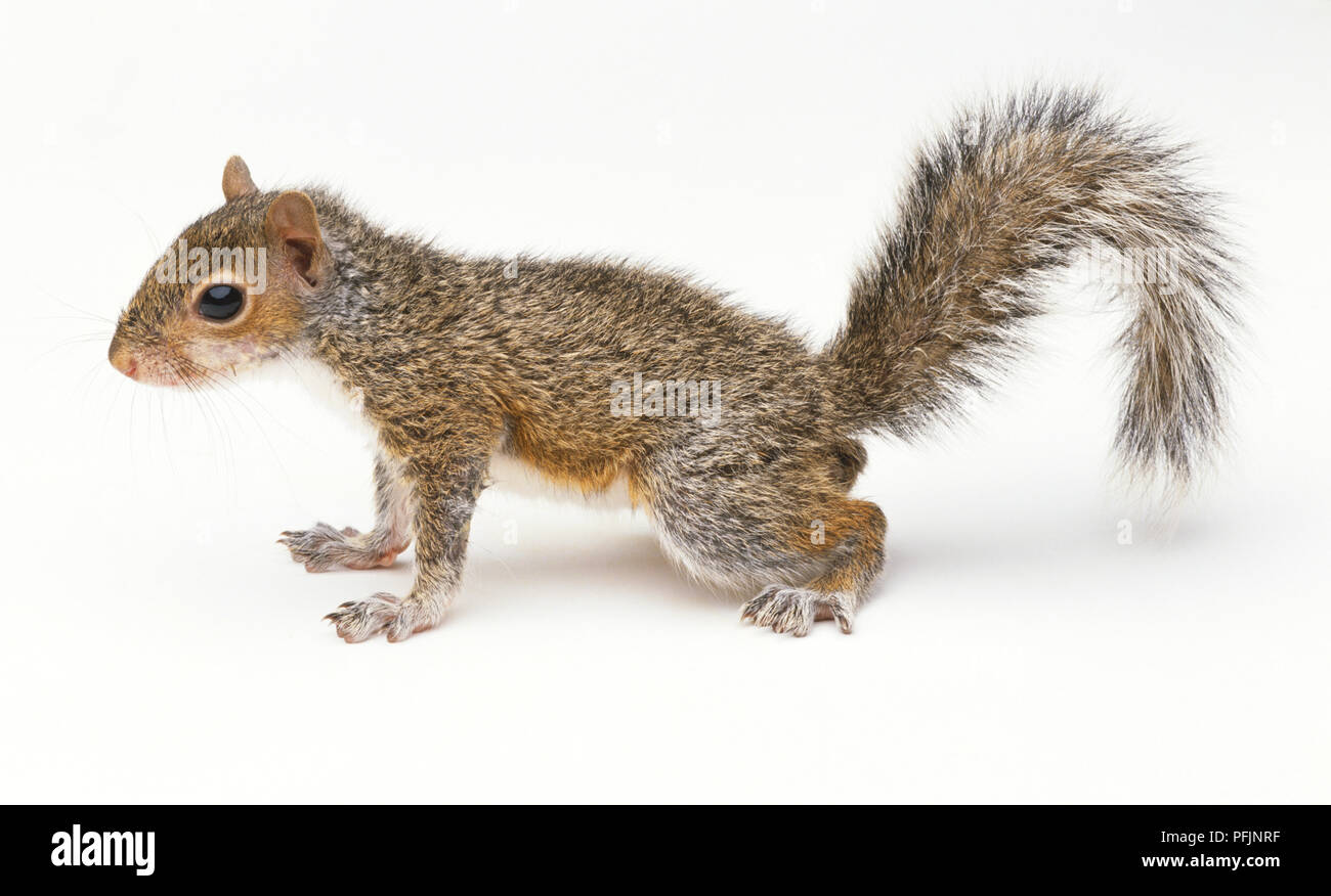 Crouching Eastern Grey Squirrel (Sciurus carolinensis), side view Stock ...