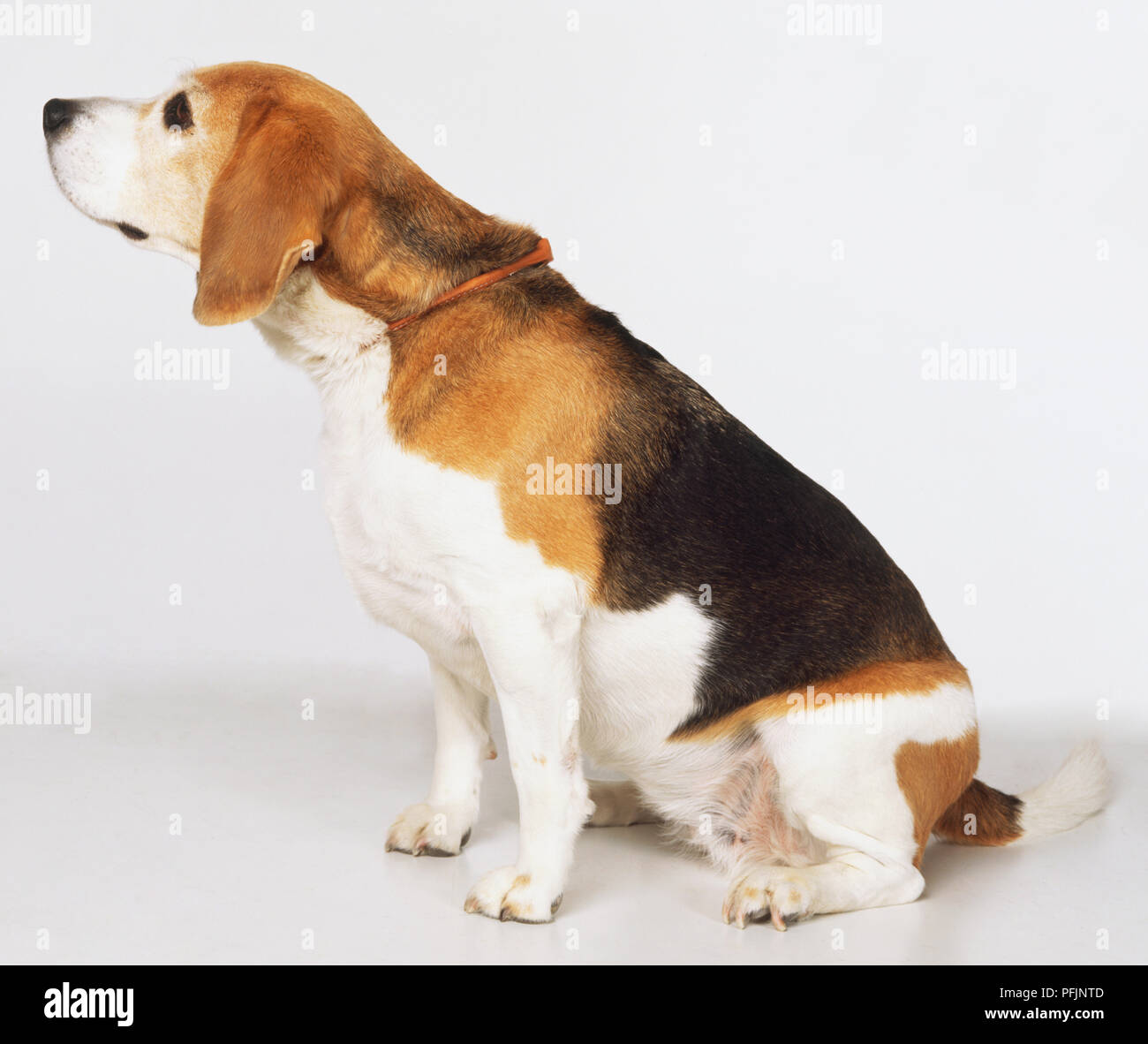 Black and white beagles image hi-res stock photography and images - Alamy