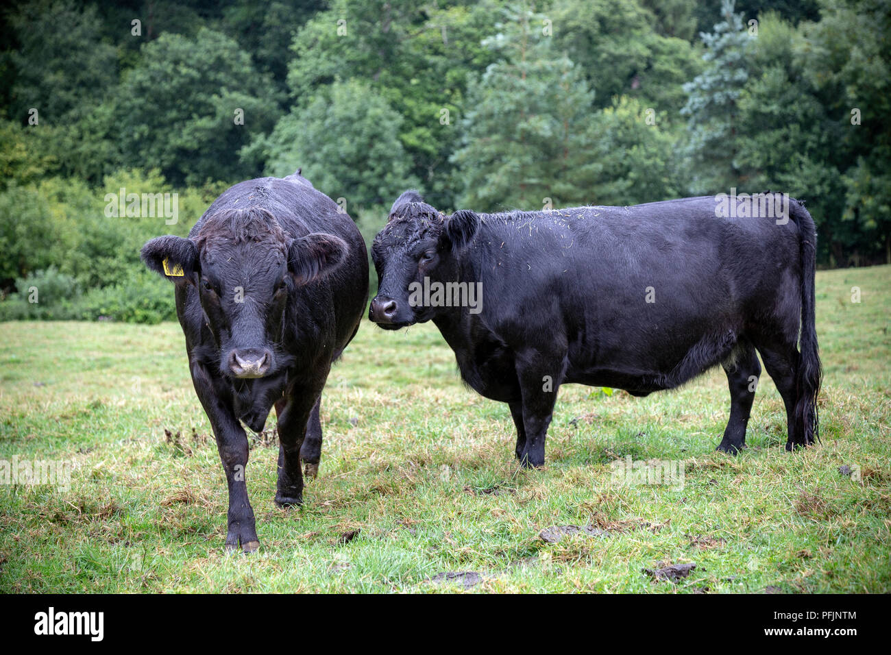 Dexter cattle are a breed of cattle originating in Ireland. The ...