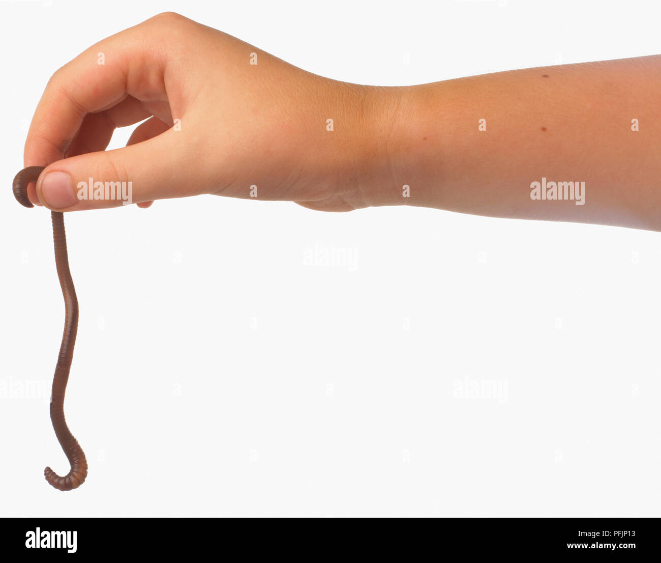 Hand holding stretched worm Stock Photo - Alamy